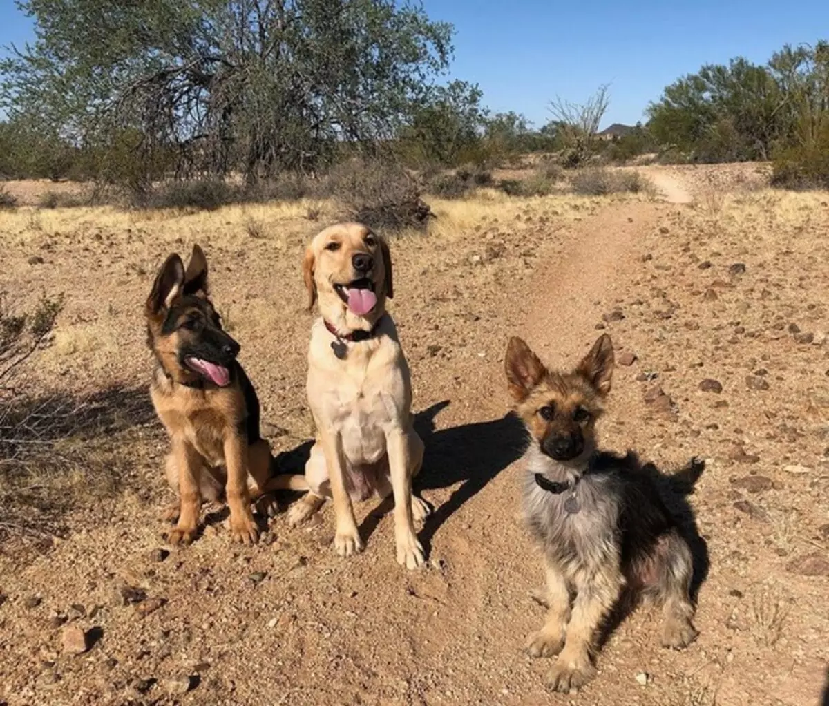 Photo №4 - Hund, der wie ein Welpe aussieht, obwohl er zwei Jahre alt ist