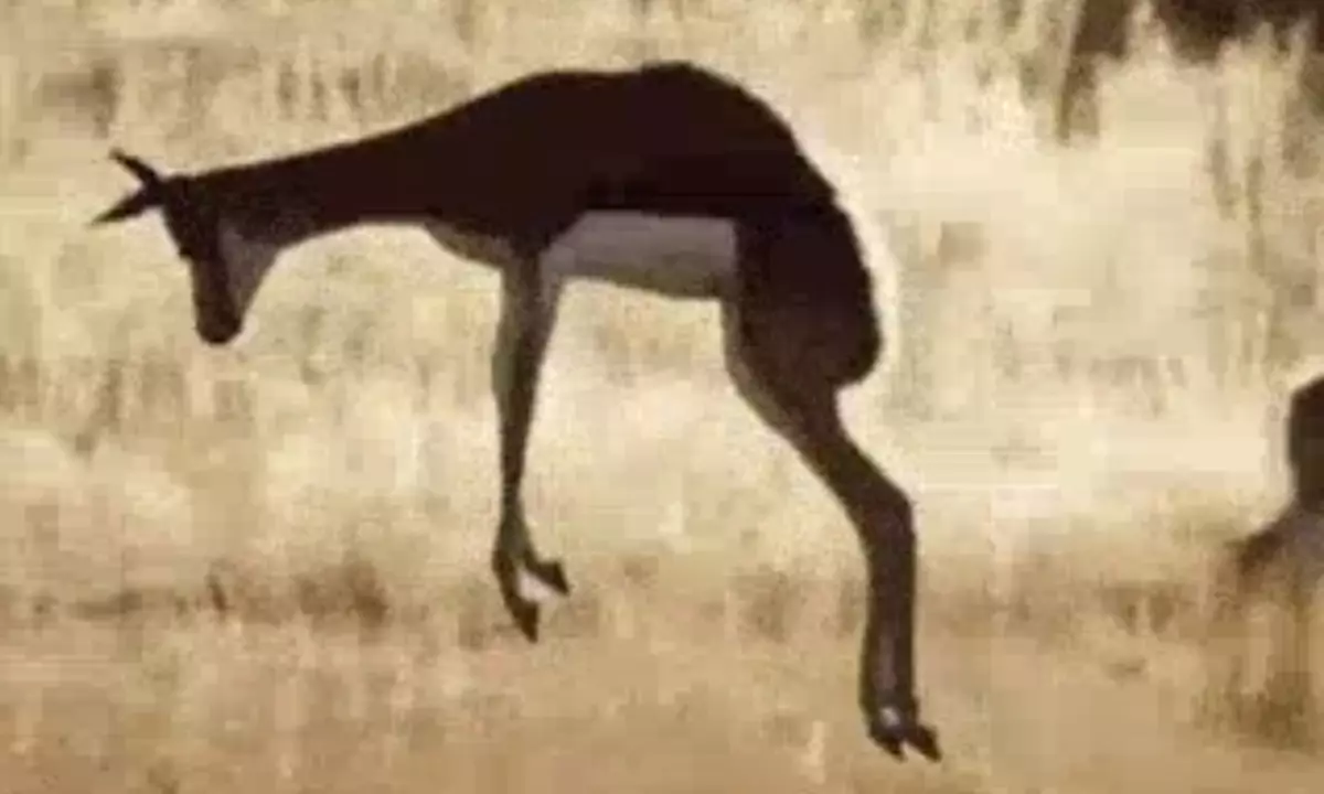 Sa internet talakayin ang mabagal na paggalaw ng jumping antelope.