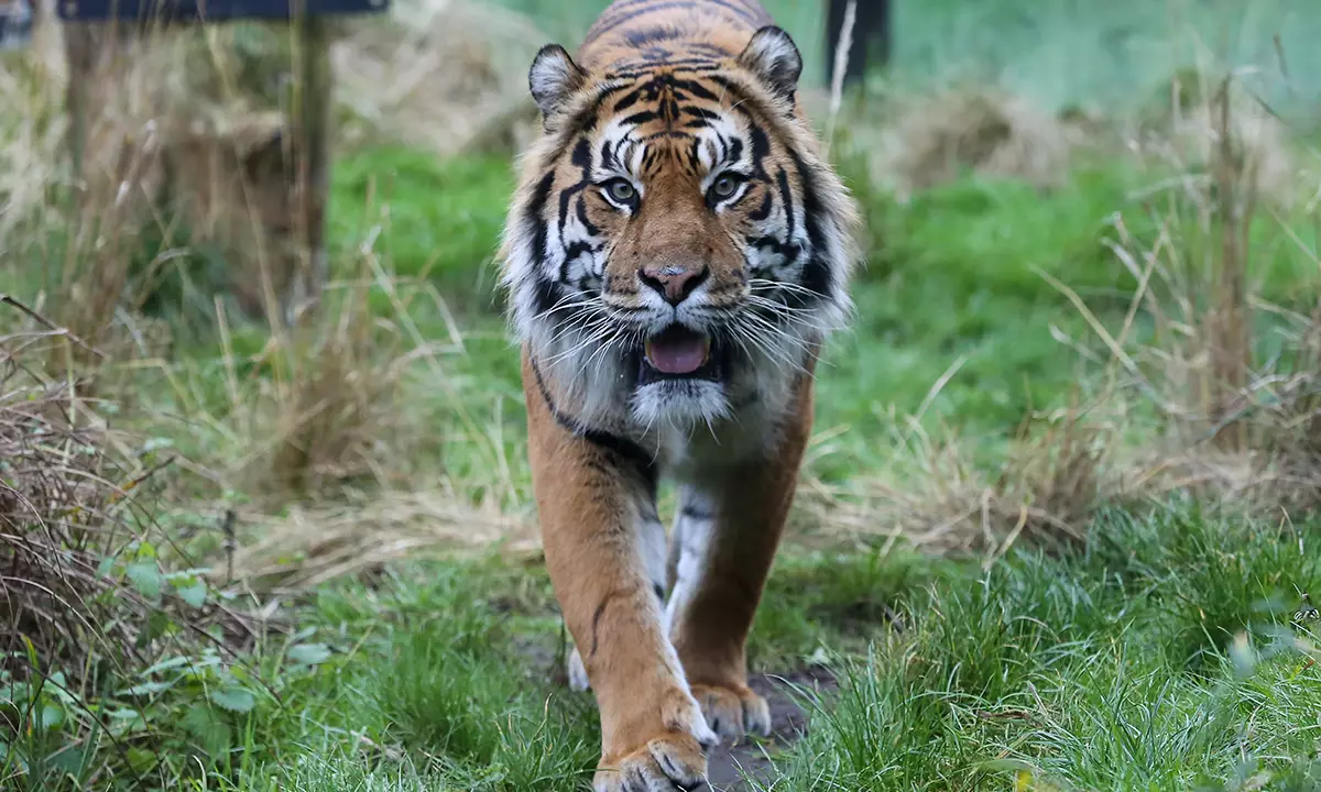 I India passerte uoppløselig tiger en rekord 800 miles på jakt etter kvinner