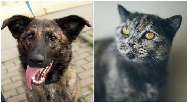 Isithombe №1 - Isonto le-Kotopois: I-Sonya Cat ne-Bony Dog