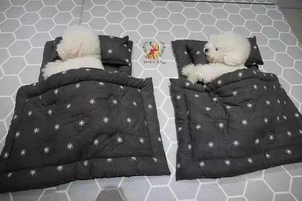 Bir köpek yavrusu için sessiz bir saat anaokulunda: 25 fotoğraf 33913_12