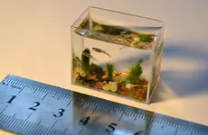 The world's smallest Aquarium