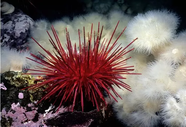 Foto №2 - Cómo no tener miedo de las contraventanas de los erizos de mar, cactus y otras desgracias espinuosos