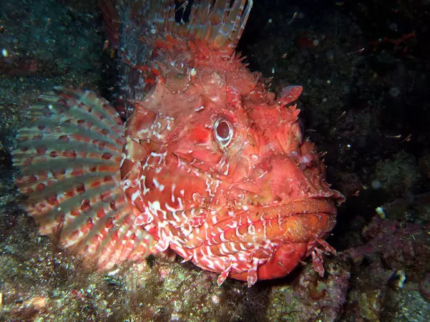 Foto №3 - Cómo no tener miedo de las contraventanas de los erizos marinos, cactus y otras desgracias espinuosos