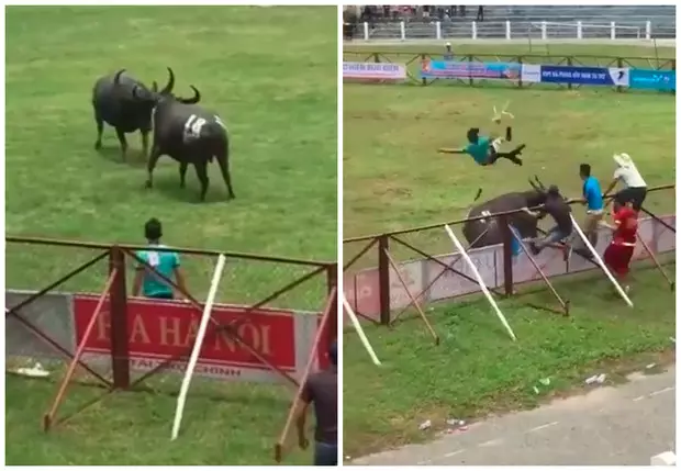 الصورة №1 - معركة Buckivolov في فيتنام انتهت في وفاة الرجل. فيديو صدمة