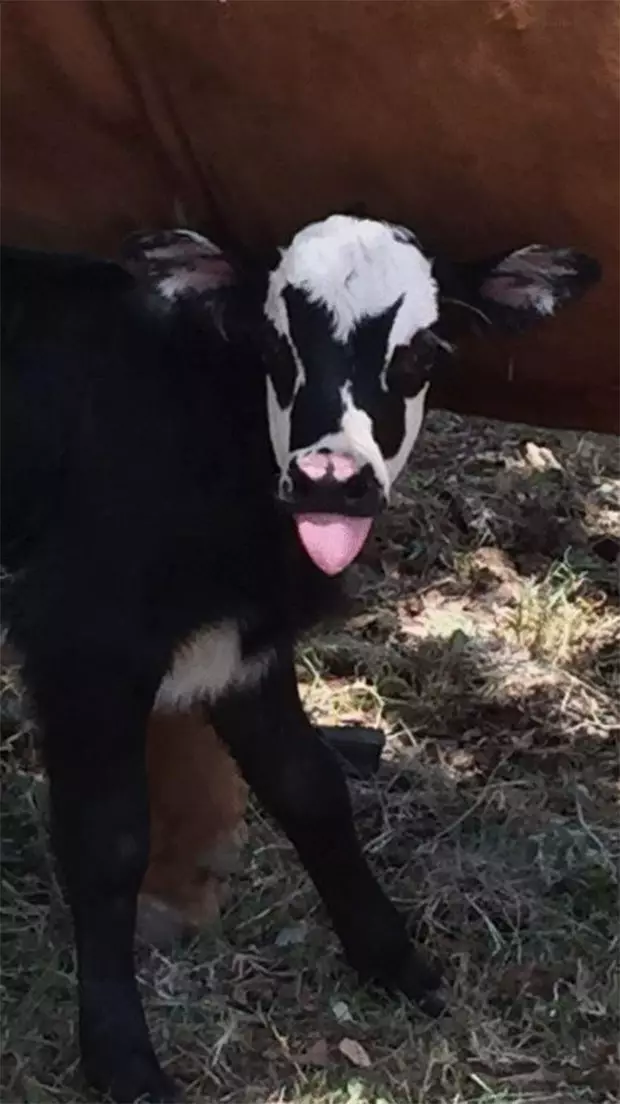 Foto №2 - Il mondo celebra la nascita di una mucca, simile al membro del gruppo Kiss!