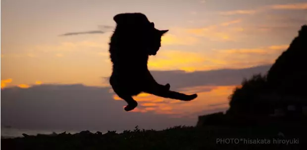 Nomer poto 1 - fotografer Jepang langkung seueur kumaha ucing kalibet dina karate (galeri)