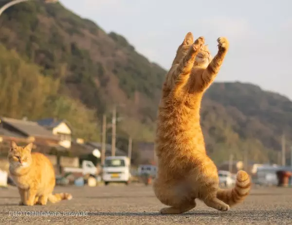 Japanese photographer shoots how cats are engaged in karate (gallery) 40894_12