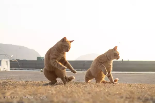 Japanese photographer shoots how cats are engaged in karate (gallery) 40894_13