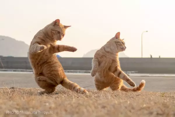 Awọn ọkọ ayọkẹlẹ Japanese abereyo bi awọn ologbo ti wa ni ilowosi ni Karate (Gallery) 40894_14