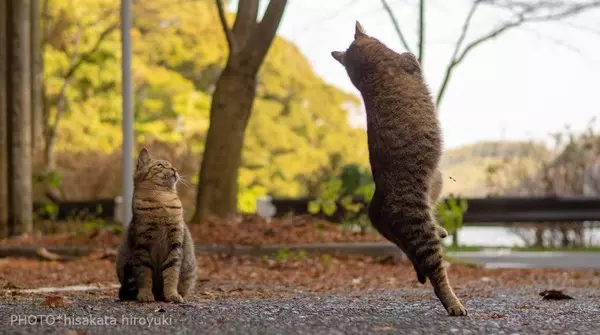 Japanese photographer shoots how cats are engaged in karate (gallery) 40894_5