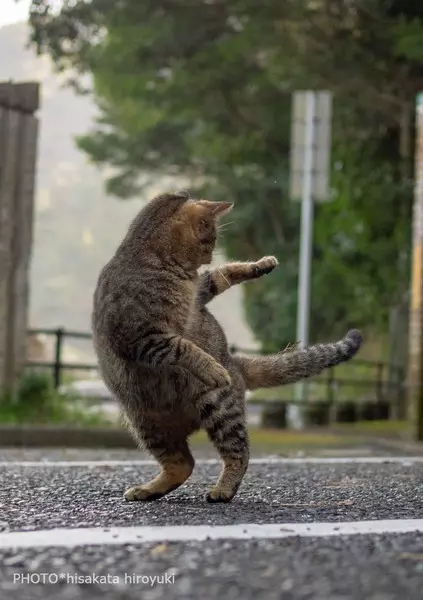 Japonský fotograf střílí, jak kočky jsou zapojeny do karate (galerie) 40894_7