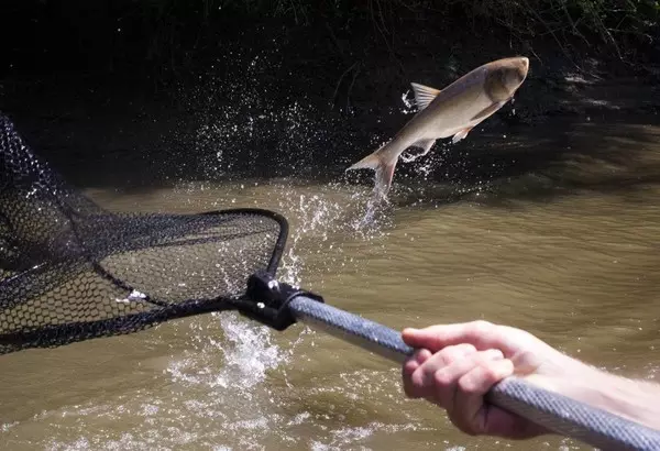 Vídeo chocante em quais turistas indefesos estão lutando de voar peixes 41575_6