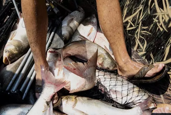 Vidéo choquante sur laquelle les touristes sans défense se battent de poisson volant 41575_9