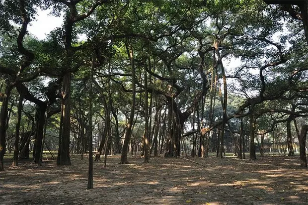 Foto número 2: a la pregunta de si el bosque consiste en un árbol, el Gran Banyan es responsable.