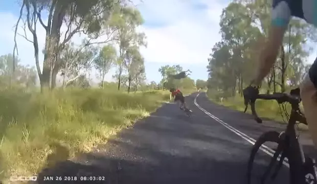 Photo No. 1 - Kangaroo jumps out of nowhere and knocks the cyclist! Video.