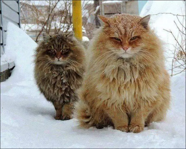 Numărul fotografiei 1 - Satul Siberian cu pisici a devenit faimos pentru întreaga lume!