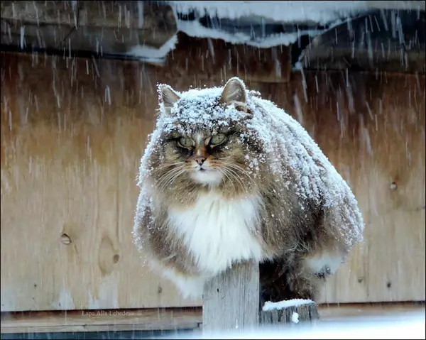 Το χωριό της Σιβηρίας με γάτες έγινε διάσημο για ολόκληρο τον κόσμο! 48759_10