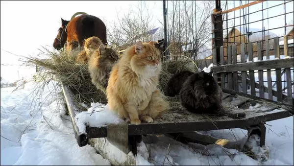 أصبحت قرية سيبيريا مع القطط مشهورة للعالم كله! 48759_11