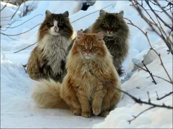 Siperian kylä kissat tulivat kuuluisaksi koko maailmasta! 48759_13