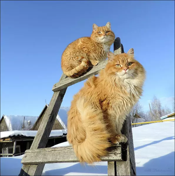 Het Siberische dorp met katten werd beroemd om de hele wereld! 48759_14