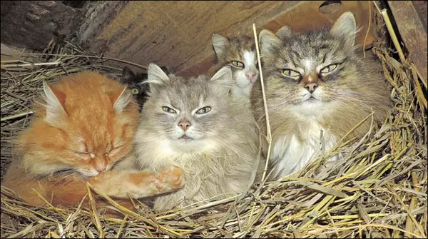 A vila siberiana com gatos tornou-se famosa pelo mundo inteiro! 48759_15