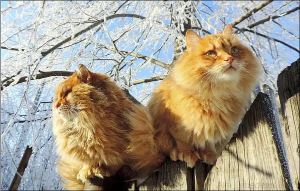 הכפר סיבירי עם חתולים הפך מפורסם לכל העולם! 48759_16