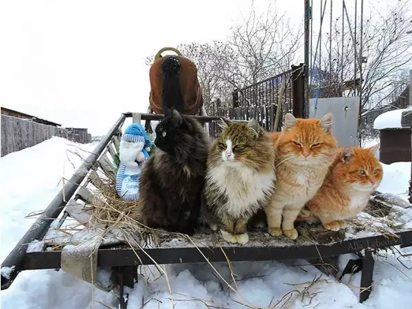 고양이와 함께 시베리아 마을은 전 세계로 유명 해졌습니다! 48759_2