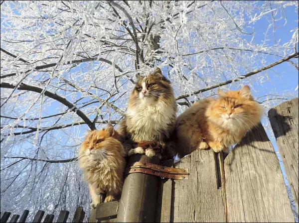 Սիբիրյան գյուղը կատուներով հայտնի դարձավ ամբողջ աշխարհով: 48759_3