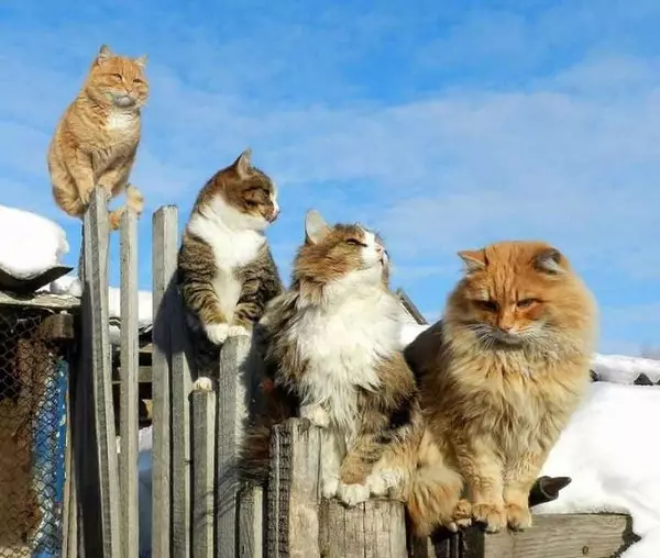 Het Siberische dorp met katten werd beroemd om de hele wereld! 48759_5