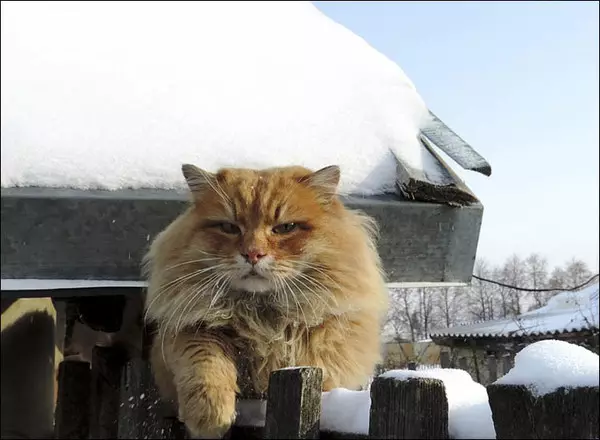 Das sibirische Dorf mit Katzen wurde für die ganze Welt berühmt! 48759_6