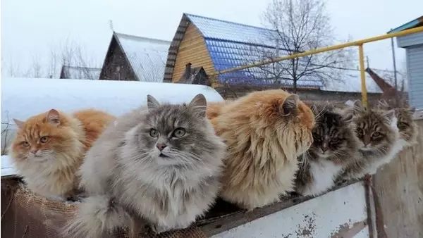 Satul Siberian cu pisici a devenit faimos pentru întreaga lume! 48759_7