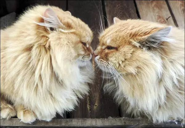 Siperian kylä kissat tulivat kuuluisaksi koko maailmasta! 48759_8