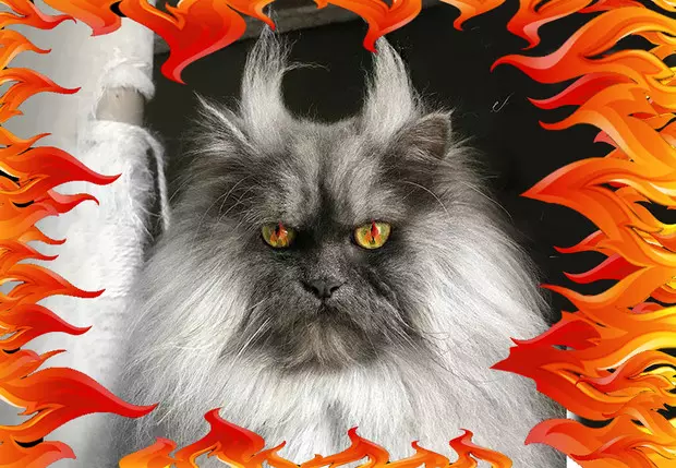 ფოტო ნომერი 1 - ინტერნეტში იპოვეს კატა-დემონი