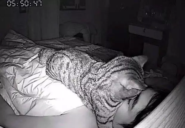 चित्र №1 - दिन के ट्रेड: निगरानी कैमरा बंद हो गया कि रात में बिल्ली मालिक को गले लगाने की कोशिश कर रही है, लेकिन यह सामान्य है