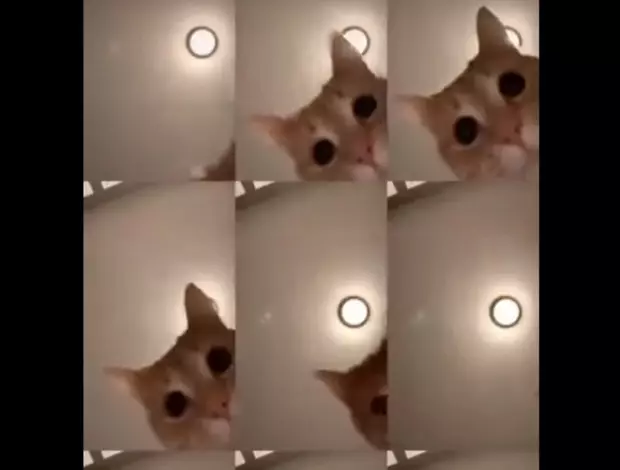 تصویر №1 - ایک وائرل ویڈیو میں بلی ایک انٹرنیٹ سٹار بن گیا ہے (آواز کے ساتھ دیکھو)