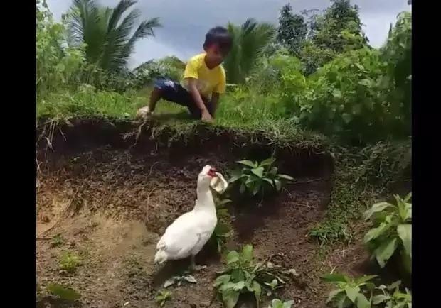 Foto №1 - Simple Goose Uzmanīgi apvieno Schlepanian Boy, kurš viņš samazinājās (miris video)