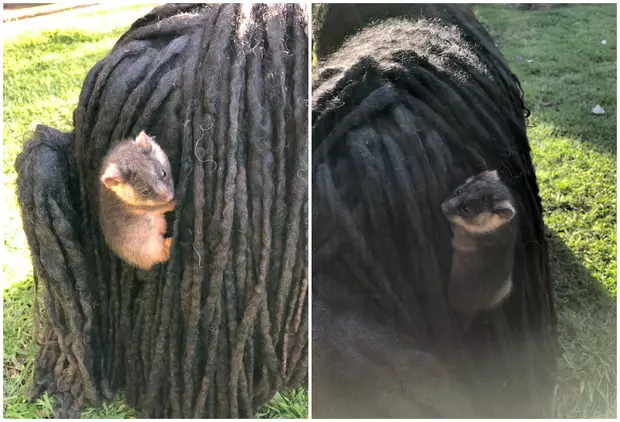 Foto №1 - L'amante dei cani scoperta nella loro lana due bambini di opossum