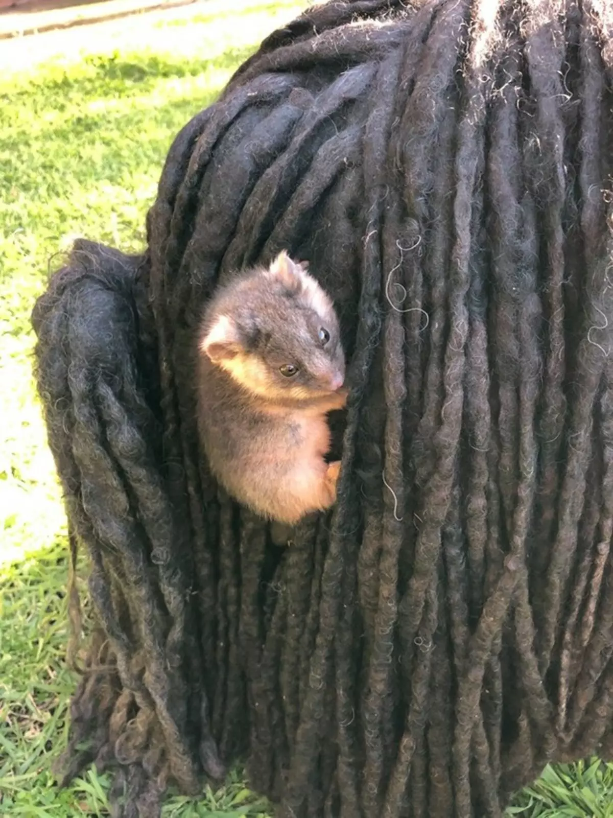 Foto №5 - L'amante dei cani scoperta nella loro lana due opossum per bambini