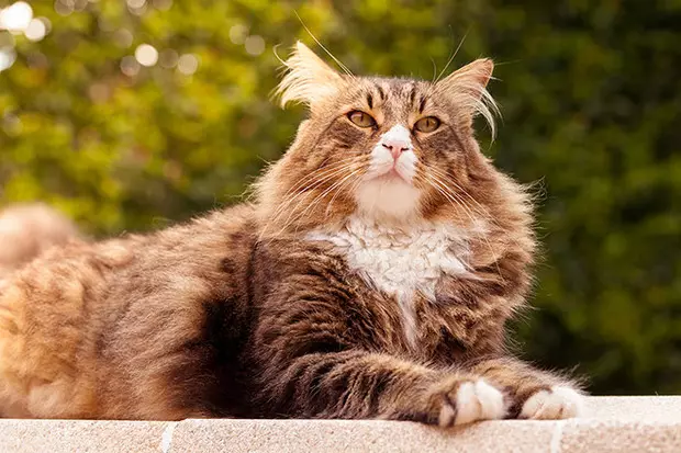 Maine Coon.