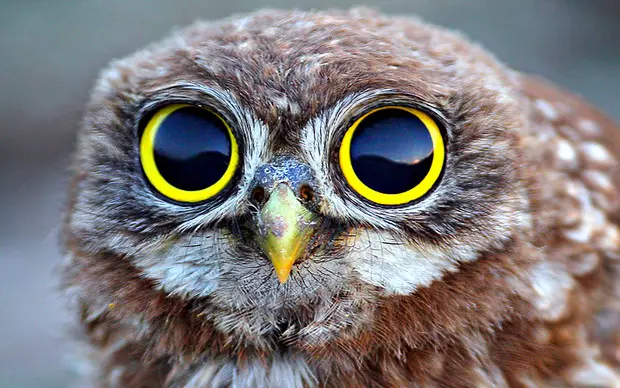 Owl.