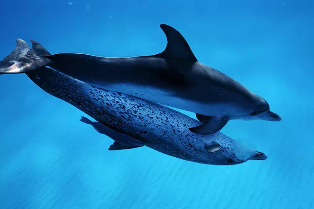 Los delfines tienen relaciones sexuales por placer.