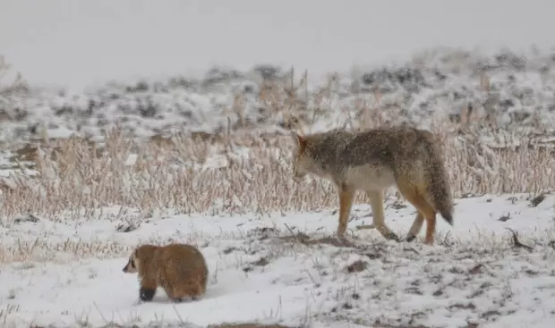 Coyote ja American Badger