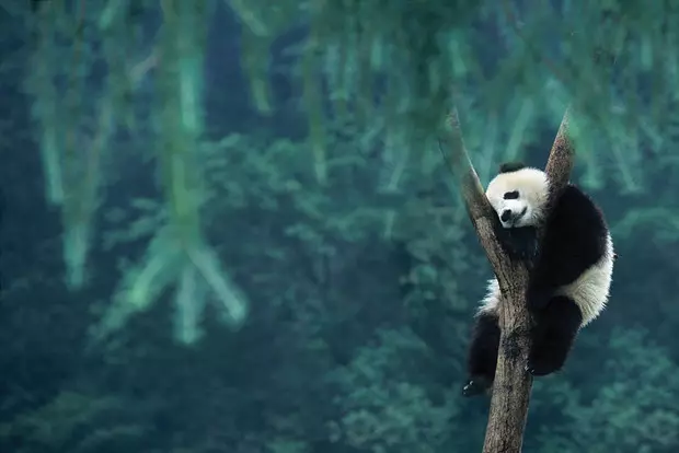 Panda duerme en un árbol