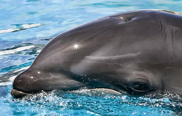 Dolphin dorme con un occhio aperto