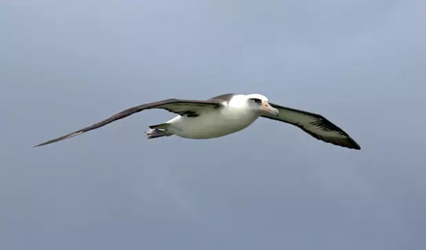 Albatross.