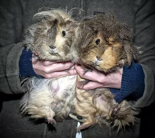 I-Guinea Pigs