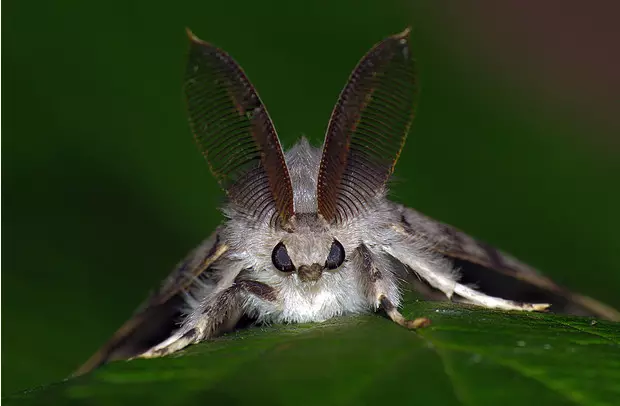 Foto №2 - 5 Invasiones más terribles Insectos en la historia