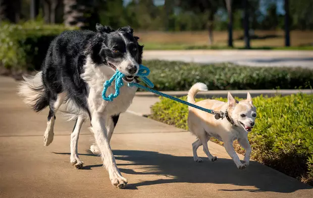 Broj fotografije 2 - 10 riječi koje uzrokuju dog ekstaze (označeni od strane znanstvenika)