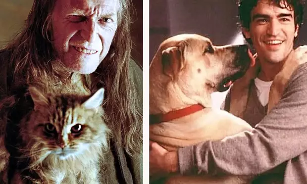Imagen №1 - Dogygyniki vs Casuals: los científicos han establecido que sus personajes diferentes (noticias no muy agradables para los dueños de gatos)